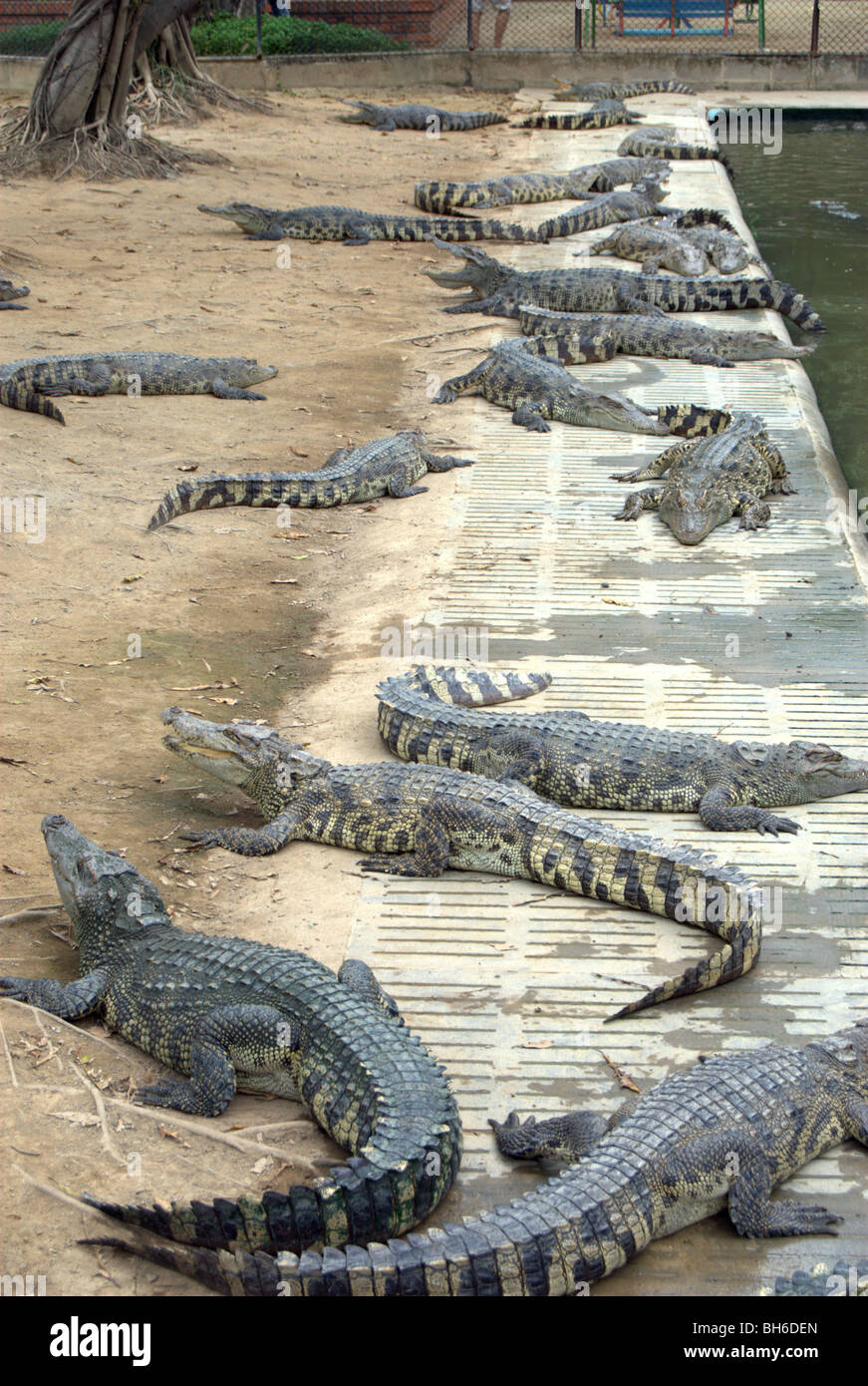 Crocodile farm bangkok -Fotos und -Bildmaterial in hoher Auflösung – Alamy
