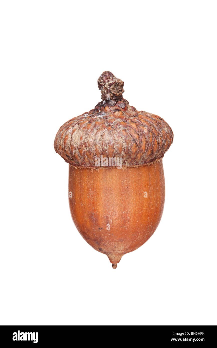 Eichel ausgesamt pflanze -Fotos und -Bildmaterial in hoher Auflösung ...