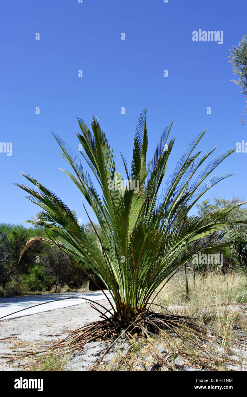 Outback flora -Fotos und -Bildmaterial in hoher Auflösung – Alamy