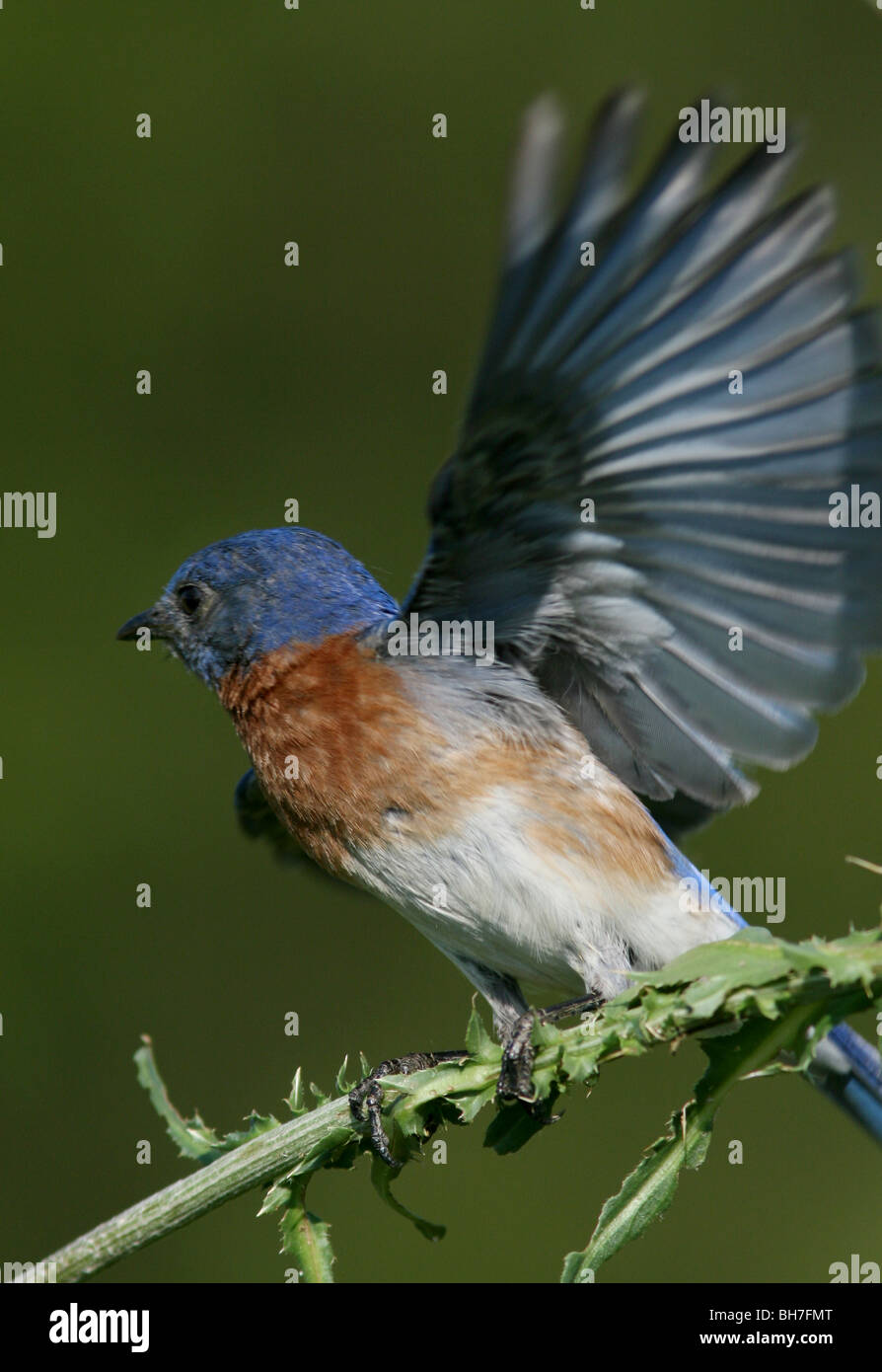 Fliegen Amerika Fotos Und Bildmaterial In Hoher Aufl sung Alamy