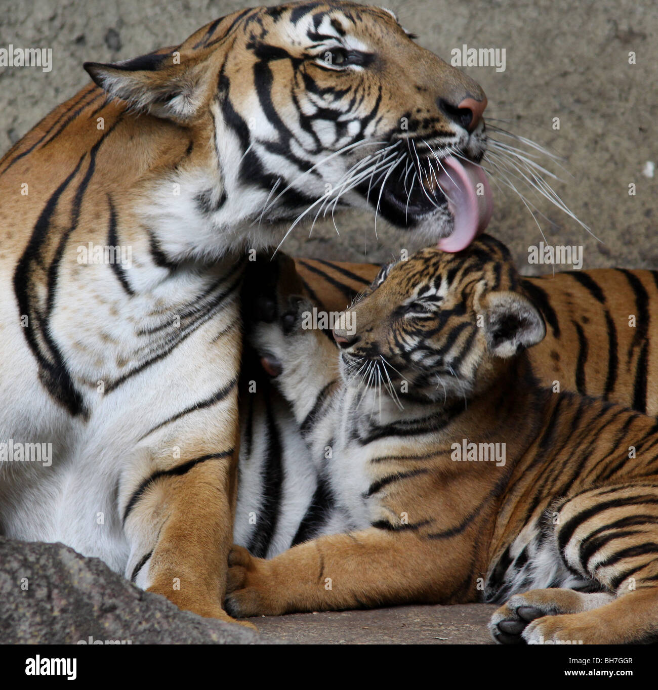 Tiger Licking Stockfotos und -bilder Kaufen - Alamy