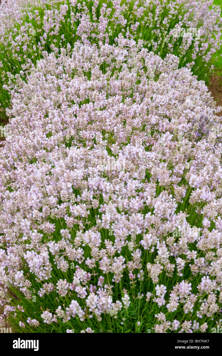 Lavandula angustifolia rosea -Fotos und -Bildmaterial in hoher ...