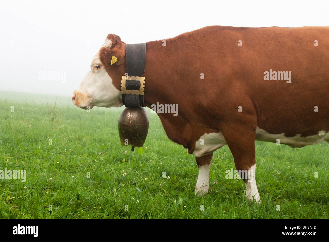 Kuh mit Glocke, Tatra, Polen Stockfotografie - Alamy