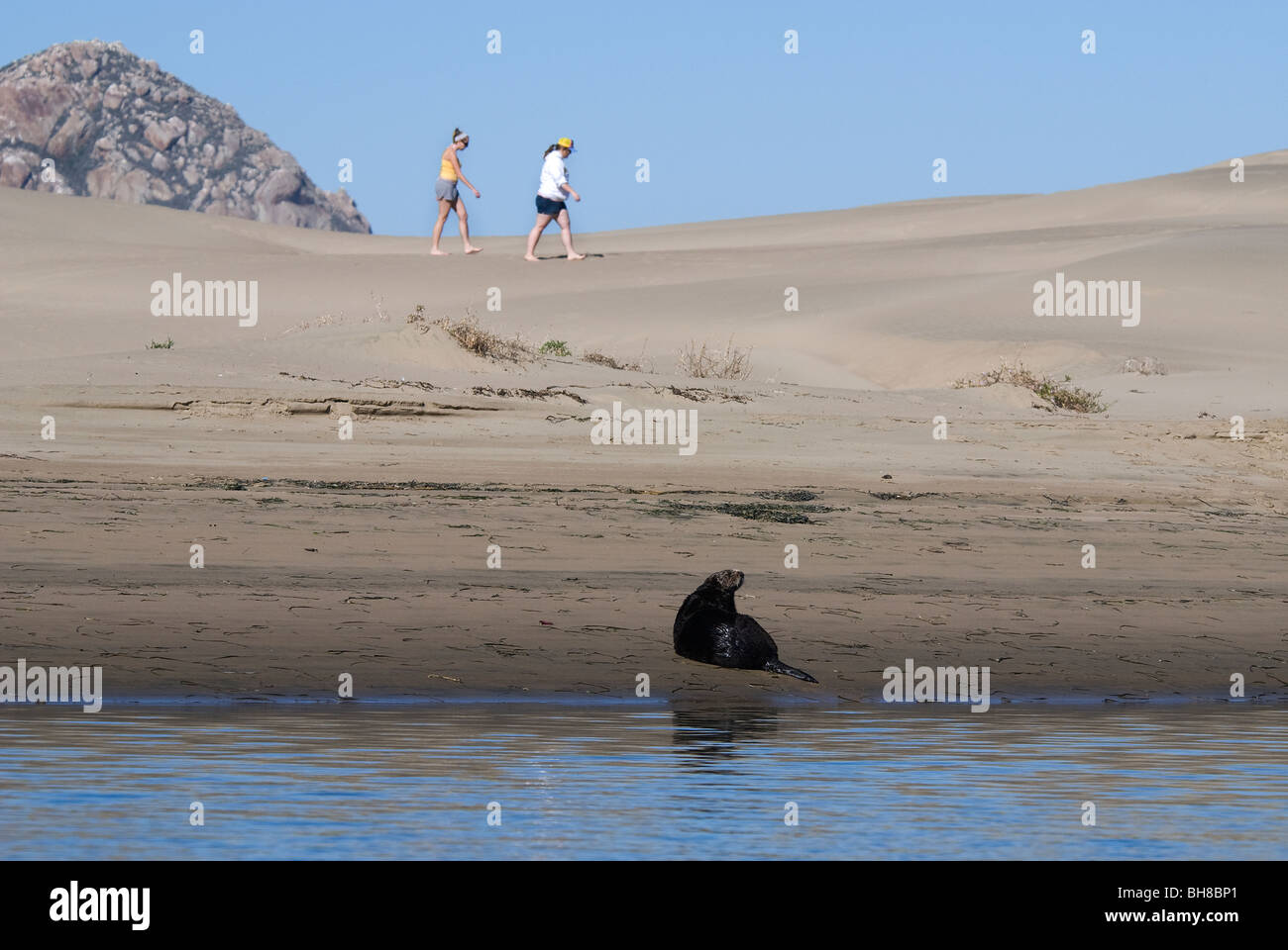 California sea otter enhydra lutris -Fotos und -Bildmaterial in hoher Auflösung – Alamy
