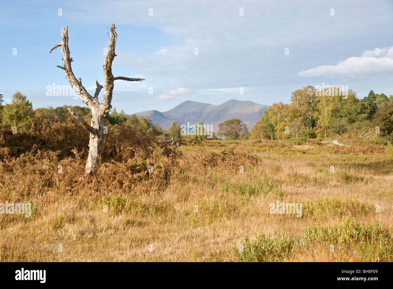 Manesty park -Fotos und -Bildmaterial in hoher Auflösung – Alamy