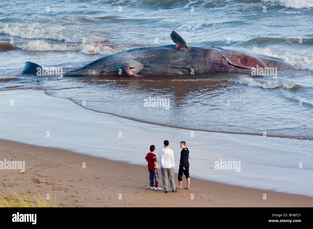 Gestrandeter pottwal liegt -Fotos und -Bildmaterial in hoher Auflösung ...