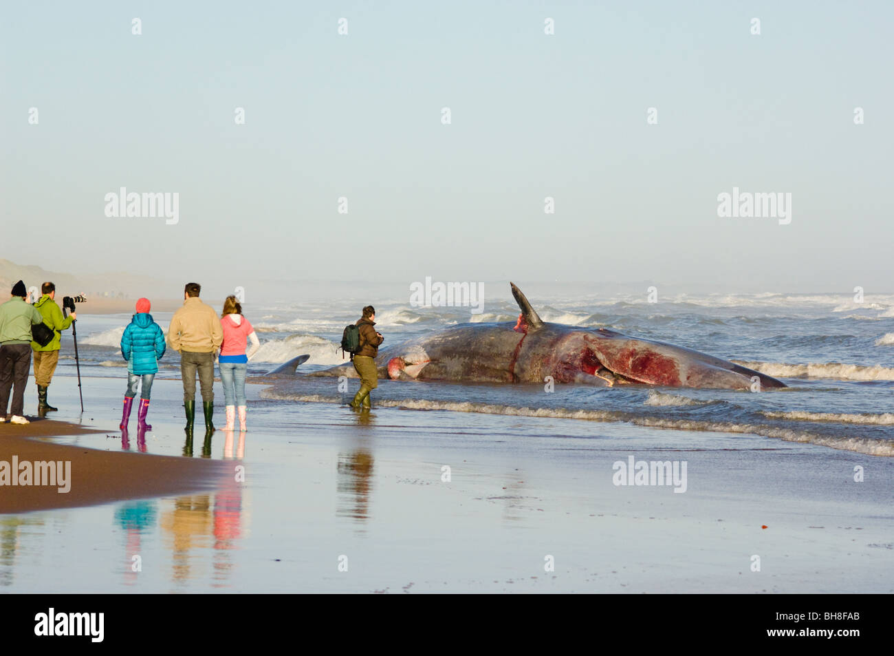 Gestrandeter pottwal liegt -Fotos und -Bildmaterial in hoher Auflösung ...