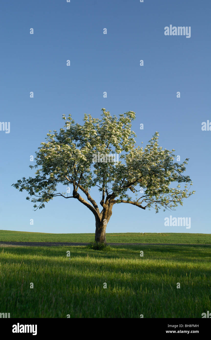 Der apfelbaum -Fotos und -Bildmaterial in hoher Auflösung – Alamy
