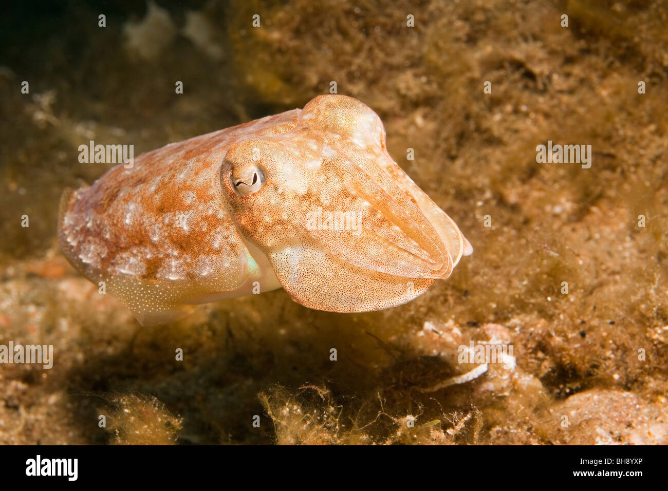 Gemeine tintenfische sepia officinalis -Fotos und -Bildmaterial in ...
