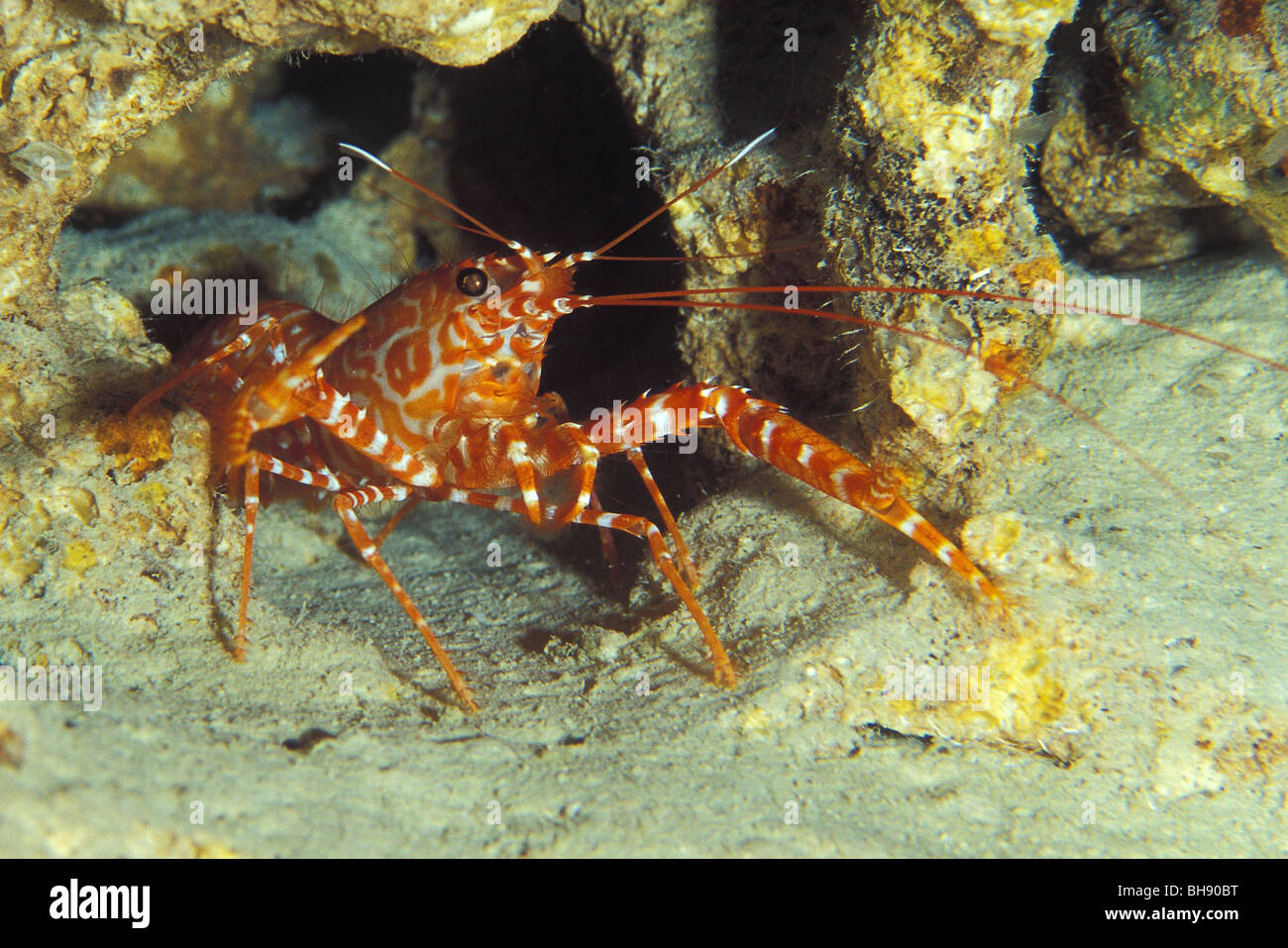 Rot-weiß-Riff-Hummer, Enoplometopus Voigtmanni, Ari Atoll, Indischer ...