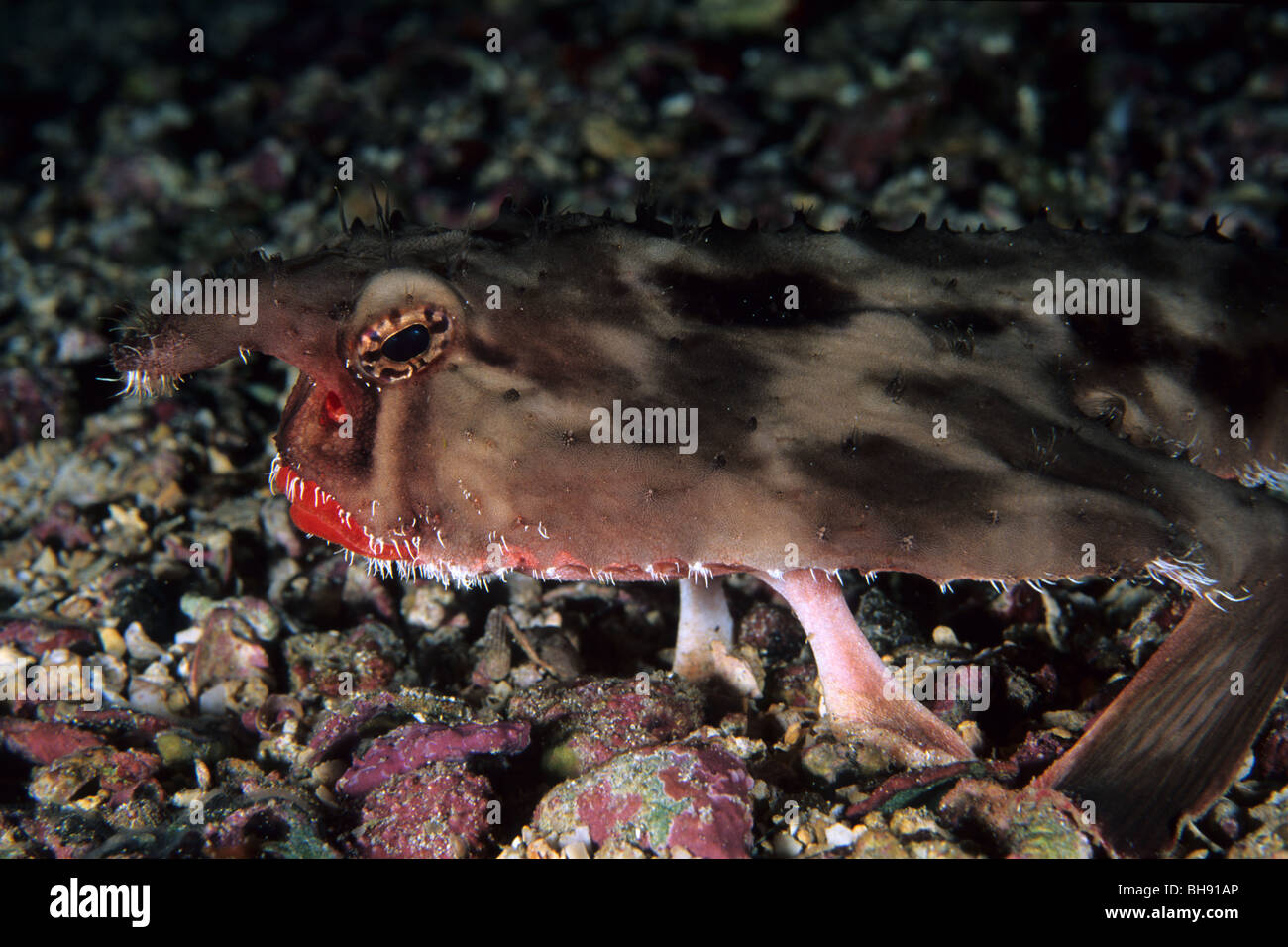 Ogcocephalus darwini -Fotos und -Bildmaterial in hoher Auflösung – Alamy