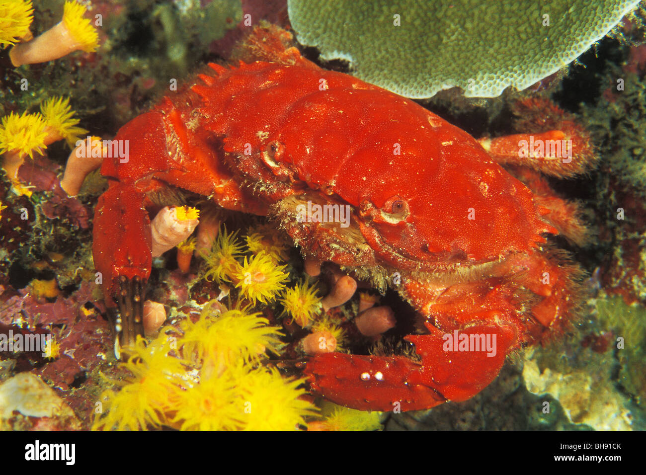 Herrliche Runde Krabbe rot, Etisus Splendidus, Manado, Sulawesi ...