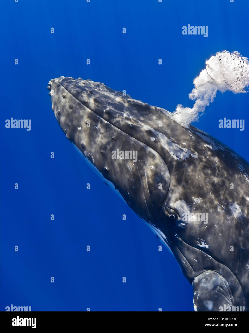 Buckelwal, Impressionen Novaeangliae, Big Island, Kona Coast, Hawaii ...