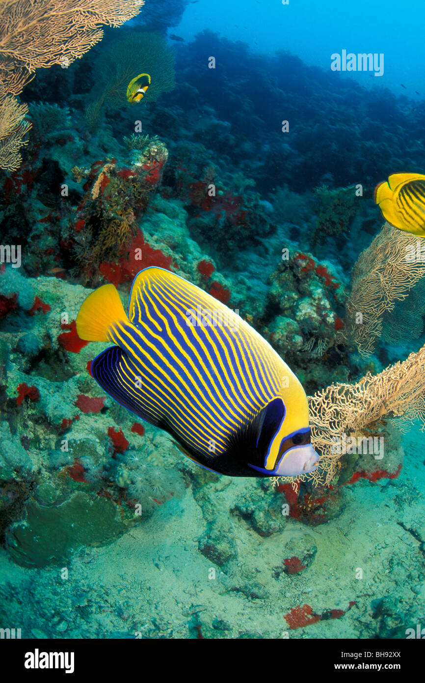 Imperator-Kaiserfisch, Pomacanthus Imperator, Rotes Meer, Ägypten ...