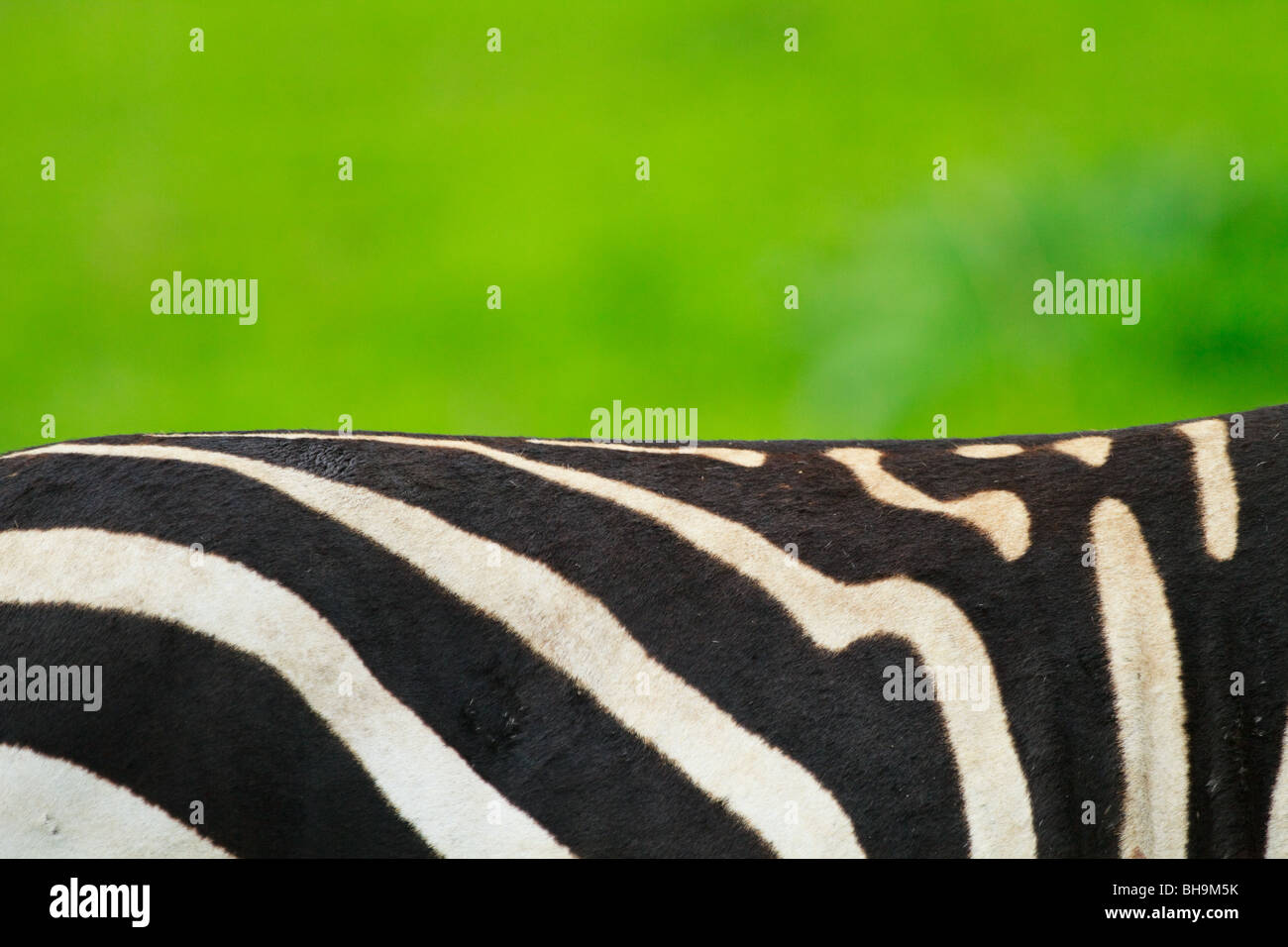 Zebra skin -Fotos und -Bildmaterial in hoher Auflösung – Alamy