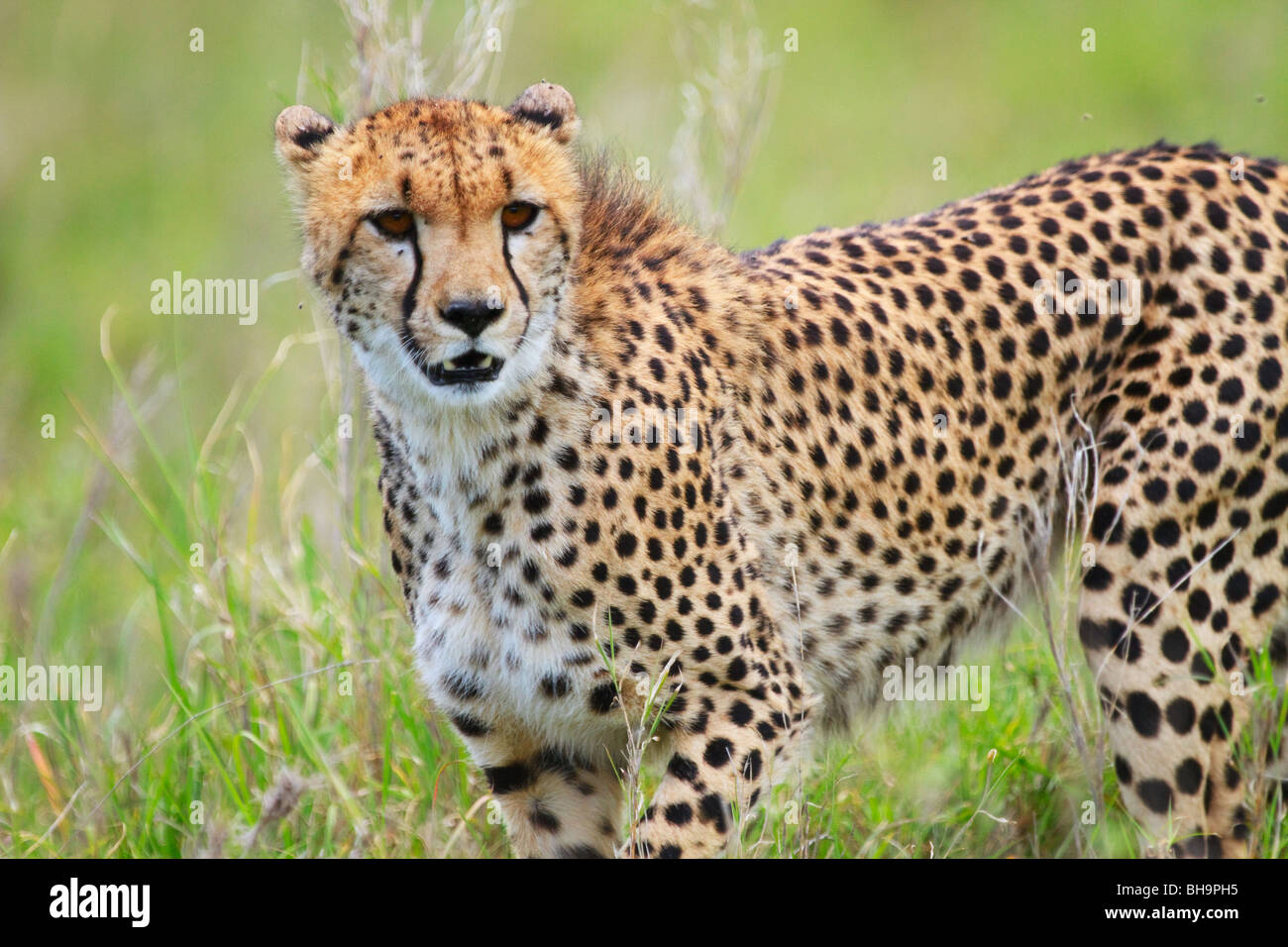 Gepard katze -Fotos und -Bildmaterial in hoher Auflösung – Alamy
