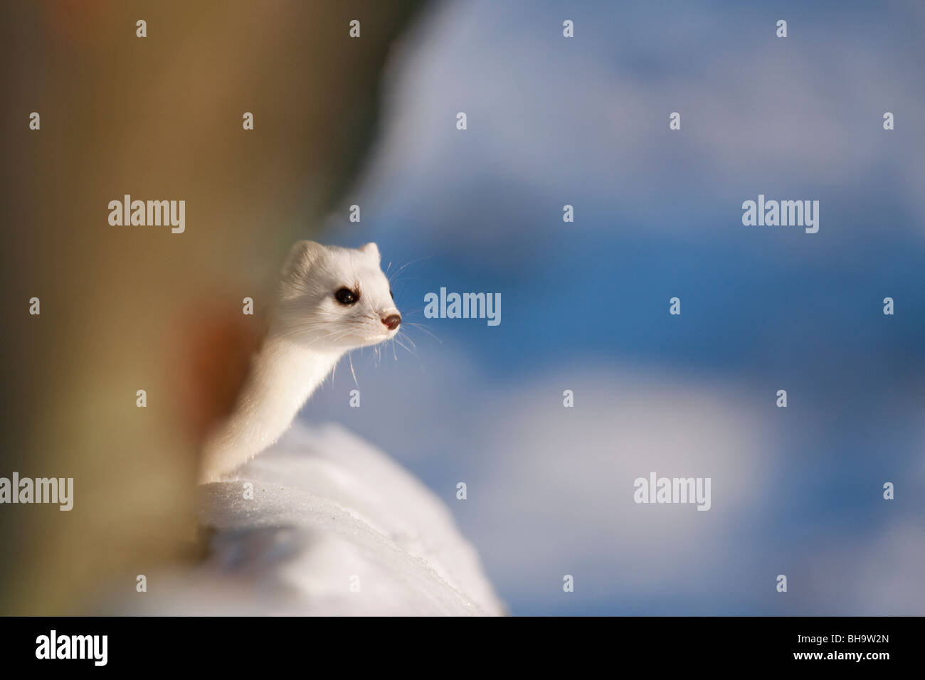 Schnee und hermelin -Fotos und -Bildmaterial in hoher Auflösung – Alamy