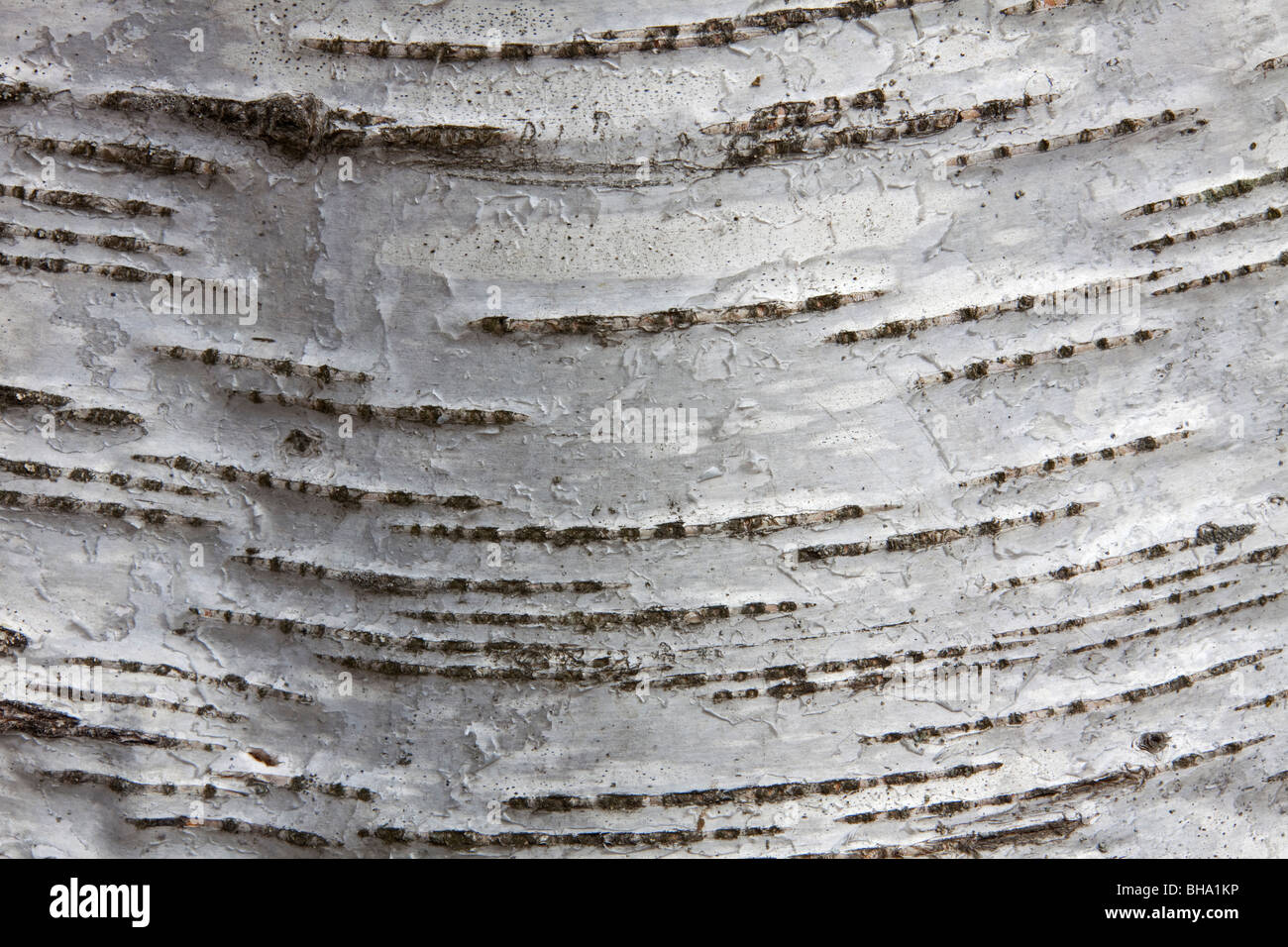 Betula Pendula Rinde Detail Stockfotos und -bilder Kaufen - Alamy