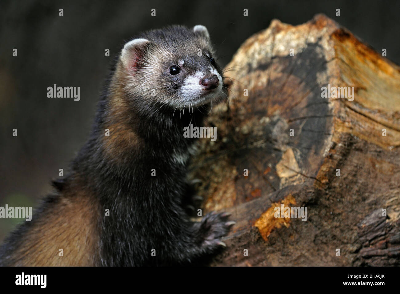 Der iltis -Fotos und -Bildmaterial in hoher Auflösung – Alamy