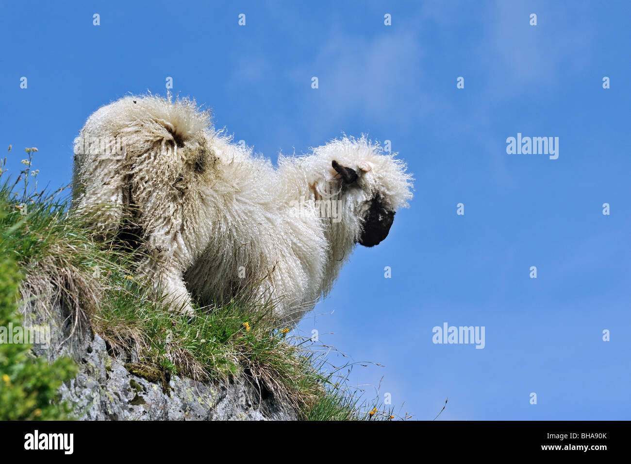 Walliser schwarznasenschaf ovis -Fotos und -Bildmaterial in hoher ...