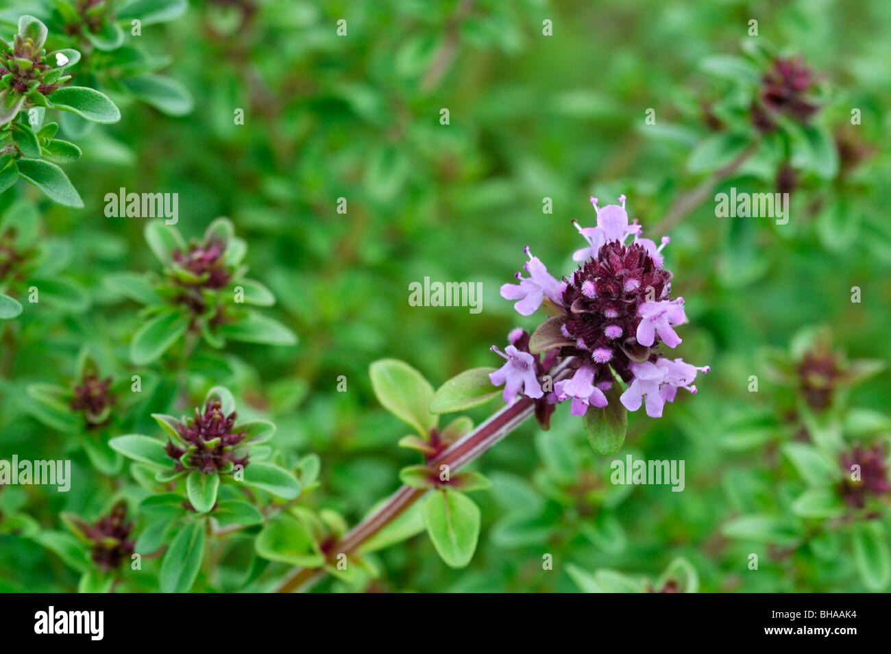 Wild thyme thymus serpyllum -Fotos und -Bildmaterial in hoher Auflösung ...