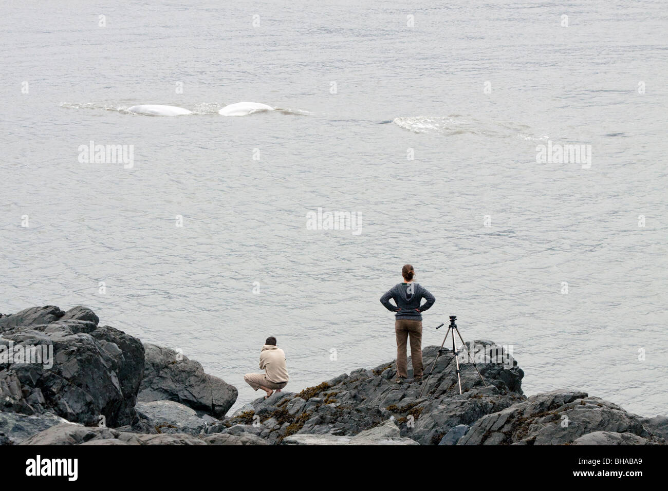 Zuschauer zu fotografieren, Beluga-Wale auftauchen in Turnagain Arm, Beluga Point, Yunan Alaska ...
