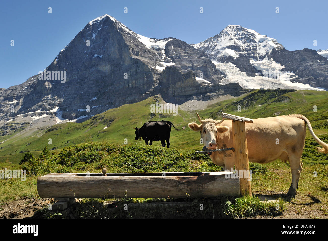 Kuh berge schweiz -Fotos und -Bildmaterial in hoher Auflösung – Alamy