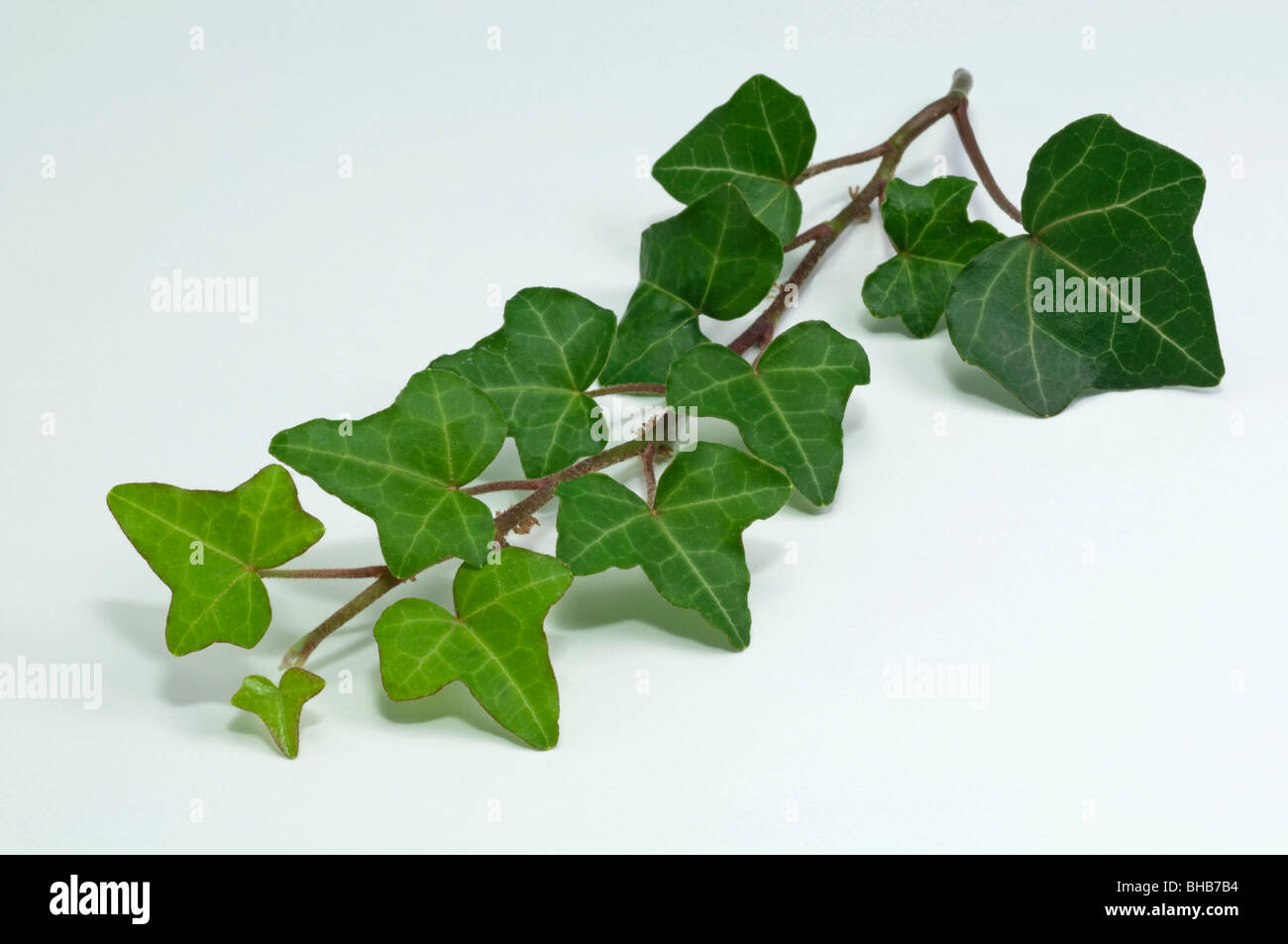 Gemeinsamen Ivy, Englisch Efeu (Hedera Helix), Zweig, Studio Bild ...