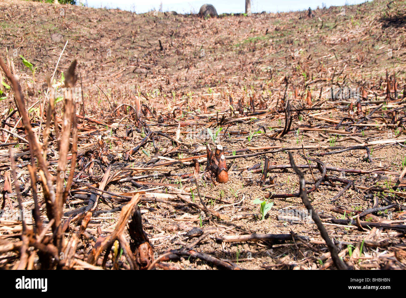 Slash and burn slash burn -Fotos und -Bildmaterial in hoher Auflösung ...