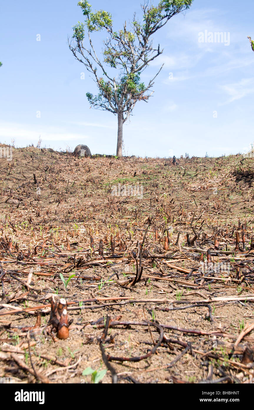 Slash and burn slash burn -Fotos und -Bildmaterial in hoher Auflösung ...