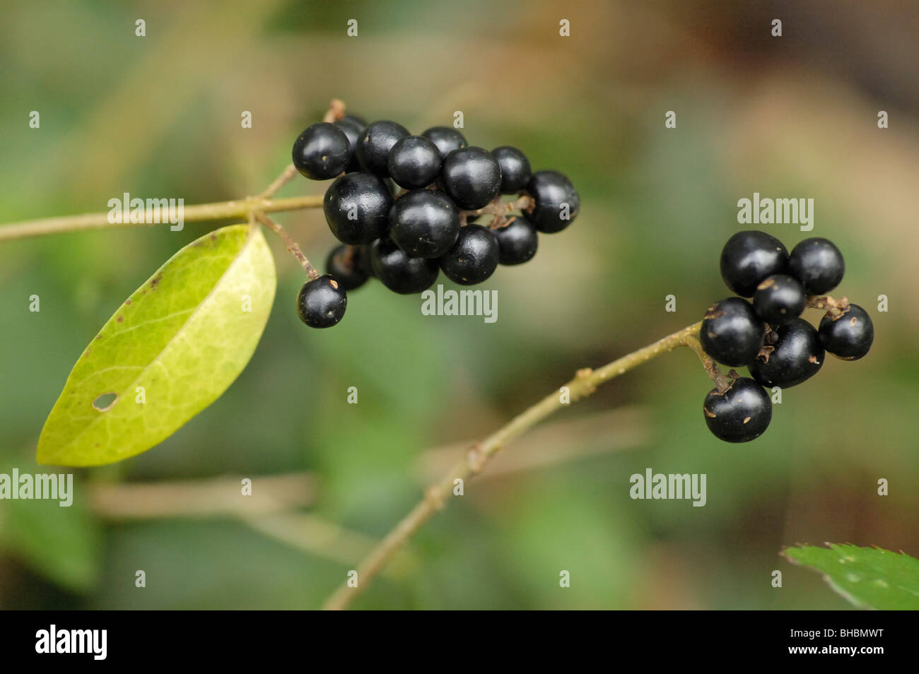 Baum liguster -Fotos und -Bildmaterial in hoher Auflösung – Alamy