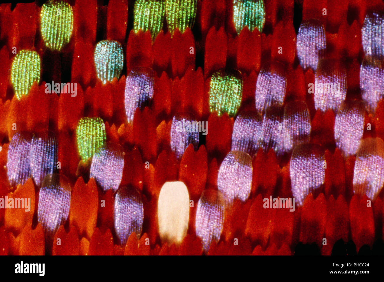 Papilio Krishna, Schmetterling. Eine Familie der Schmetterlinge mit der ...