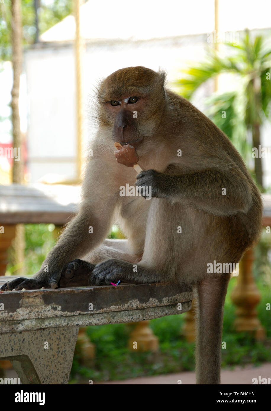 Affe eis essen -Fotos und -Bildmaterial in hoher Auflösung – Alamy