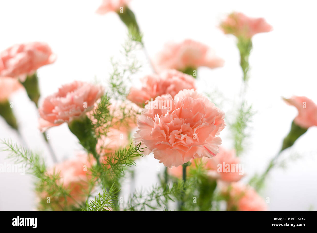 Nelkenblume Stockfotos und -bilder Kaufen - Alamy