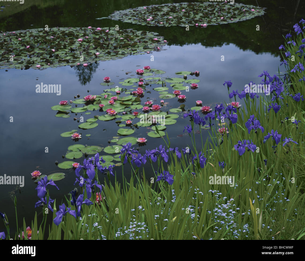 Bluehende seerosen -Fotos und -Bildmaterial in hoher Auflösung – Alamy