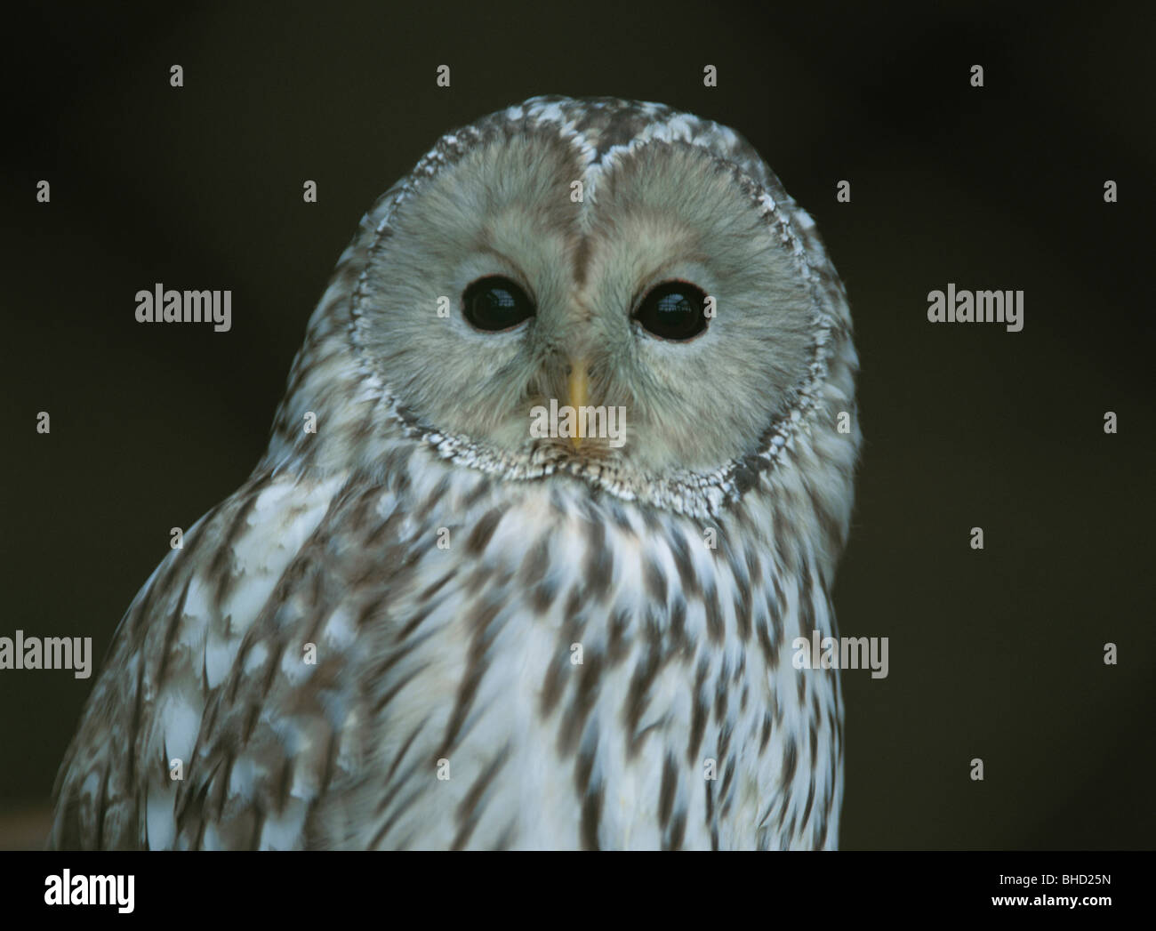 Eulen fokussieren -Fotos und -Bildmaterial in hoher Auflösung – Alamy