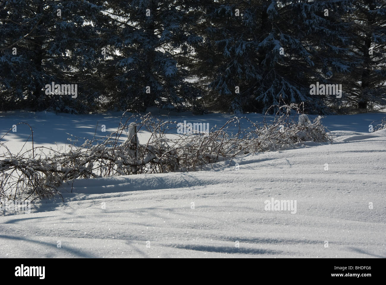 Schneeverwehungen verschlingen fast einen Rebe bedeckten Zaun ...