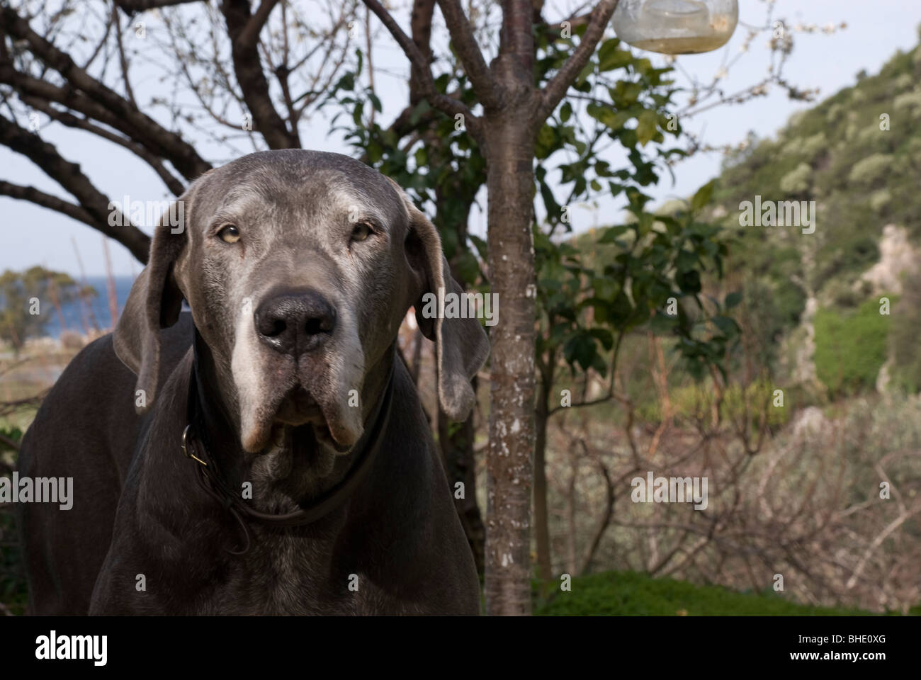Graue deutsche dogge -Fotos und -Bildmaterial in hoher Auflösung – Alamy