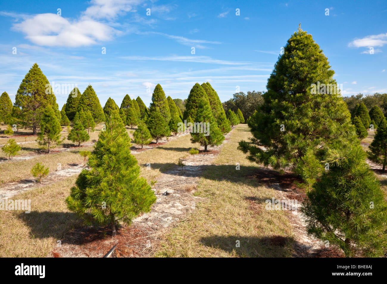 Arten von tannen -Fotos und -Bildmaterial in hoher Auflösung – Alamy
