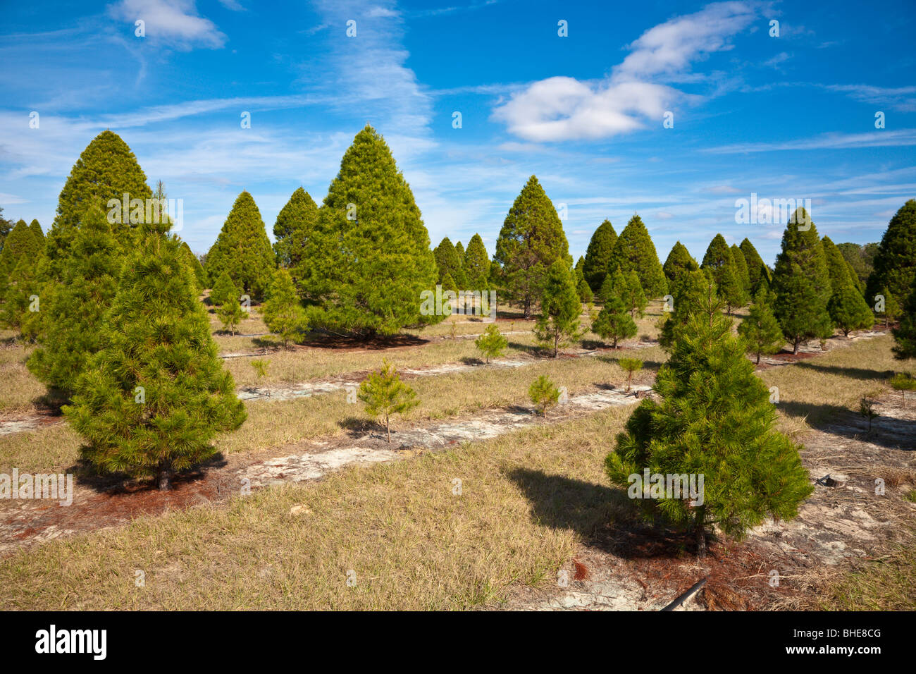 Arten von tannen -Fotos und -Bildmaterial in hoher Auflösung – Alamy