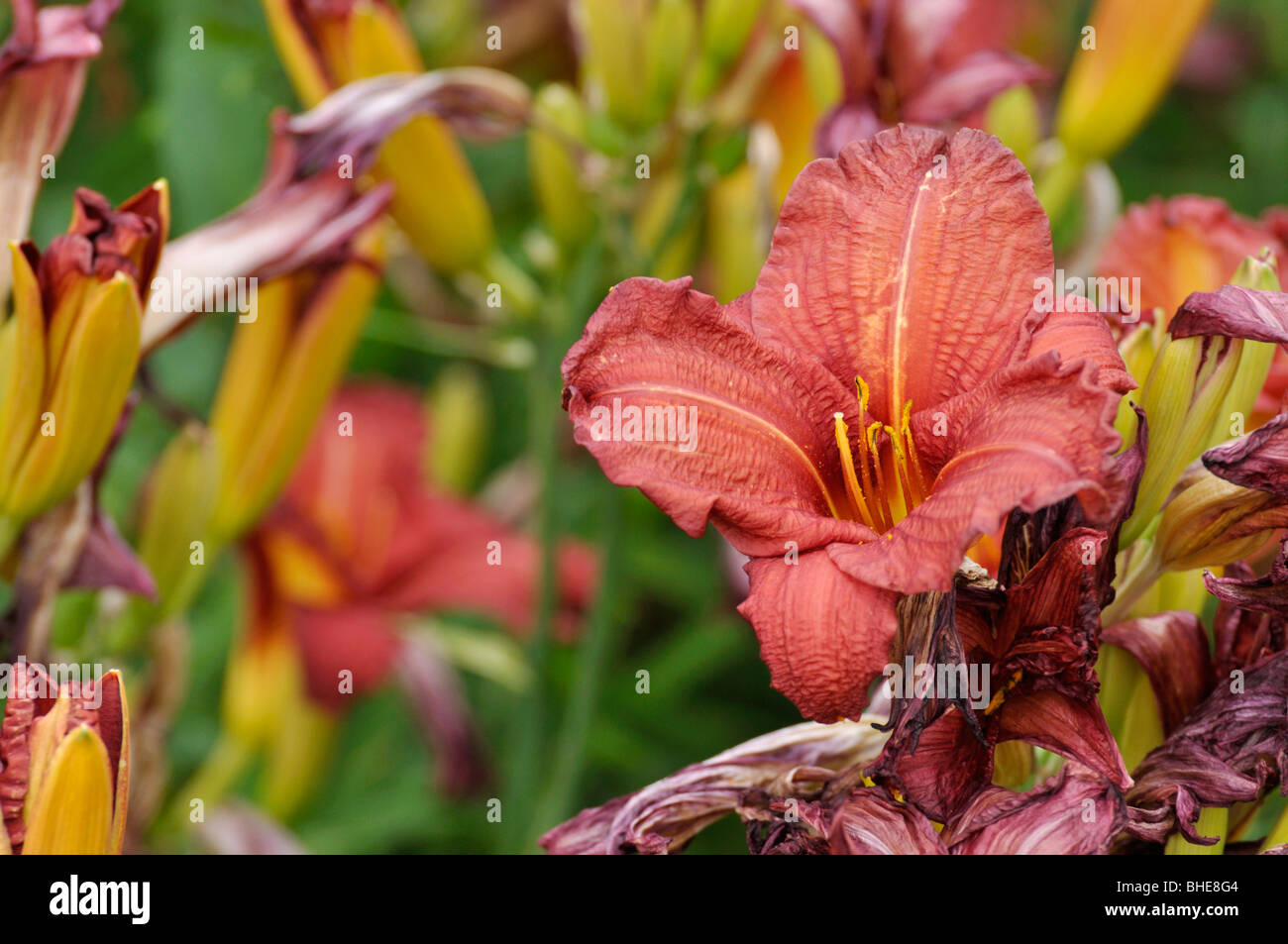Hybride luft -Fotos und -Bildmaterial in hoher Auflösung – Alamy