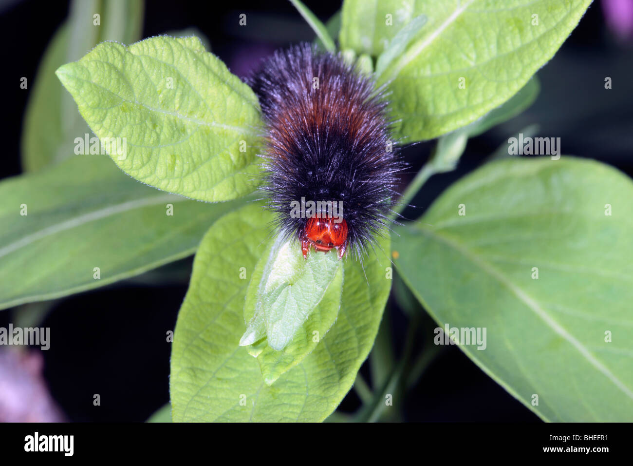 Australian tiger moth -Fotos und -Bildmaterial in hoher Auflösung – Alamy