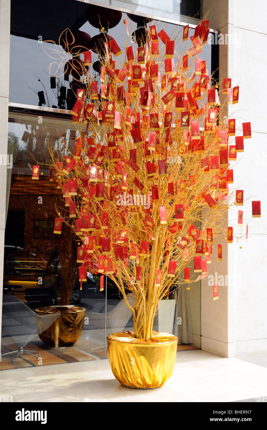 Chinesischer geldbaum -Fotos und -Bildmaterial in hoher Auflösung – Alamy