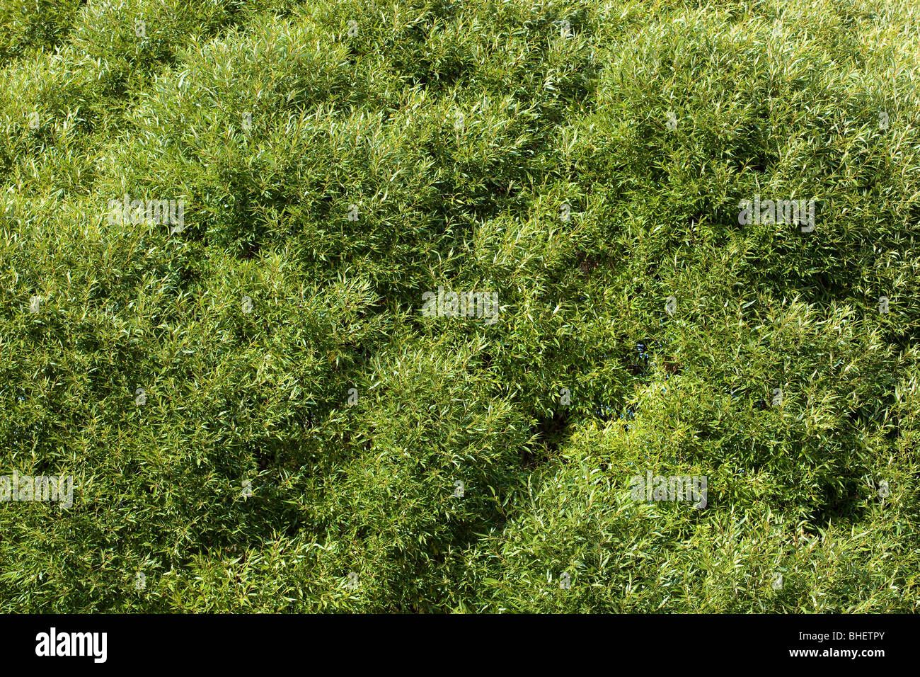 Salix weide -Fotos und -Bildmaterial in hoher Auflösung – Alamy