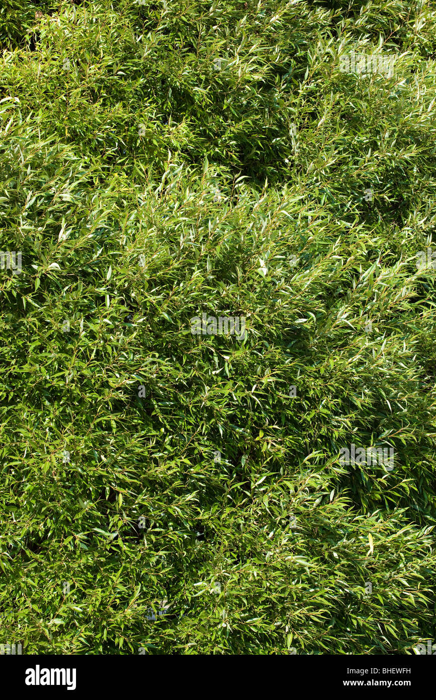 Salix weide -Fotos und -Bildmaterial in hoher Auflösung – Alamy