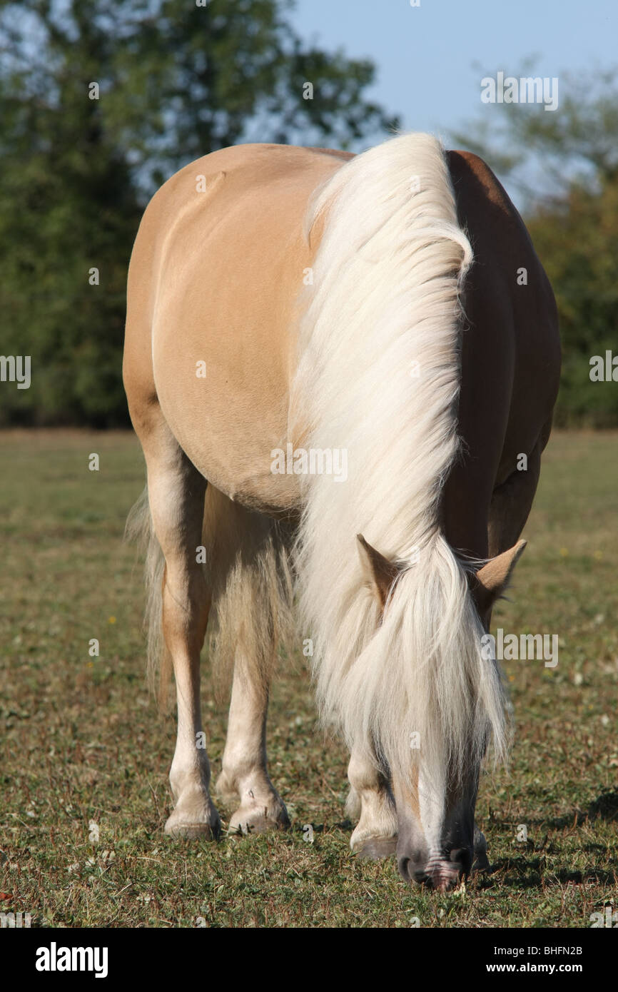 Of haflinger -Fotos und -Bildmaterial in hoher Auflösung - Seite 3 - Alamy