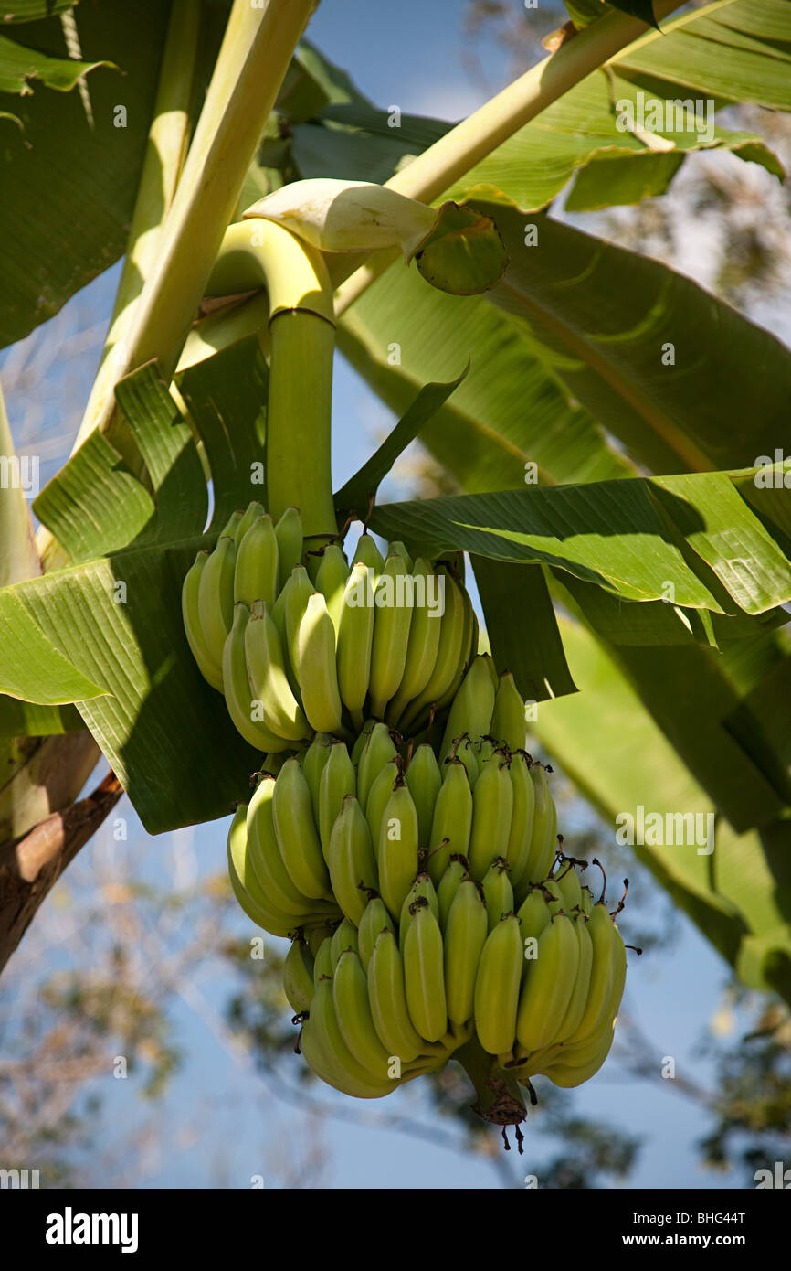 Anbau Banane Stockfotos und -bilder Kaufen - Alamy