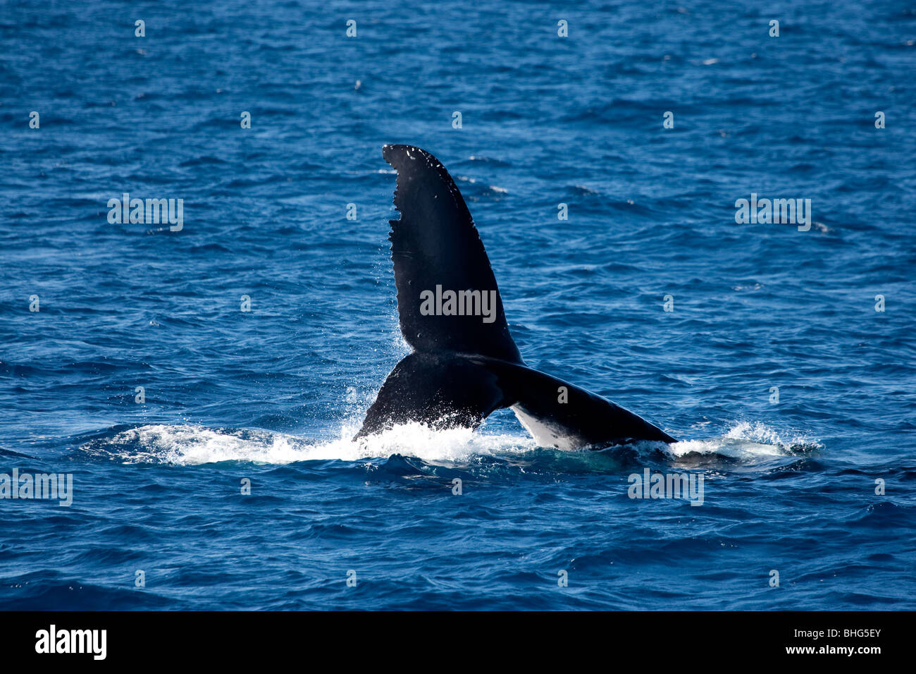 Buckelwal plantschen mit seinem fluke -Fotos und -Bildmaterial in hoher ...