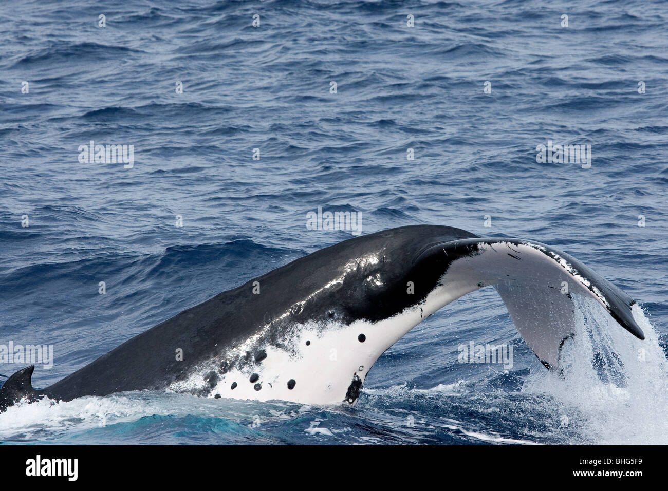 Buckelwal plantschen mit seinem fluke -Fotos und -Bildmaterial in hoher ...