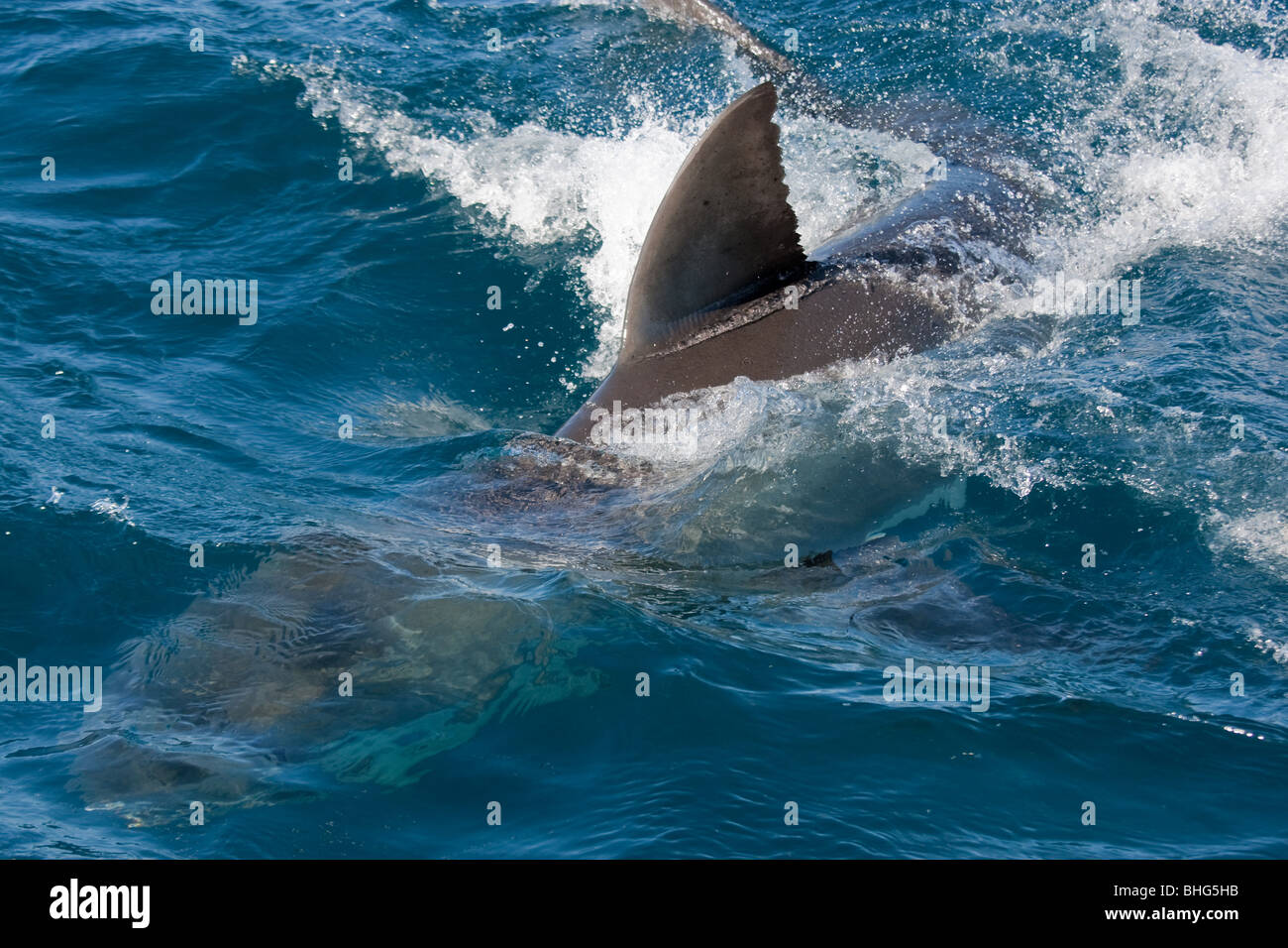 Shark fin -Fotos und -Bildmaterial in hoher Auflösung – Alamy